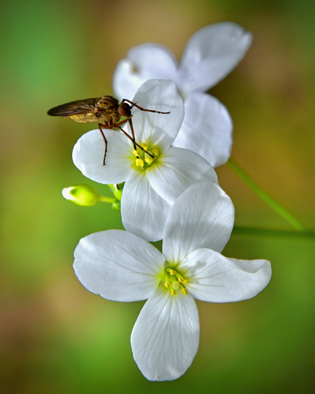 The dance fly…a nectar robber – Sonoma Mountain Ecology Notes