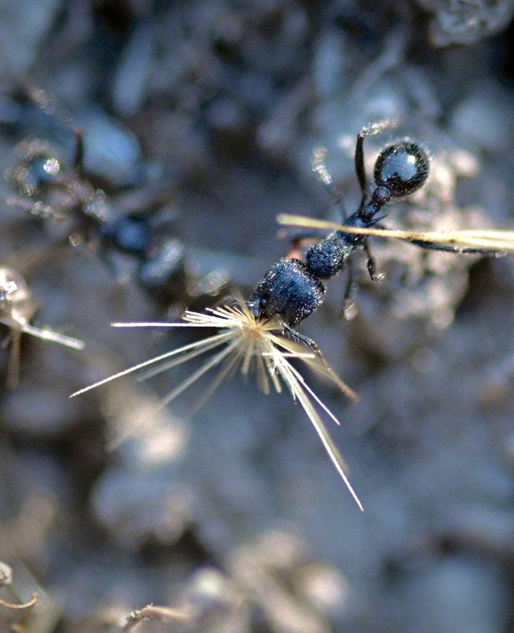 Black Harvester Ants – Sonoma Mountain Ecology Notes