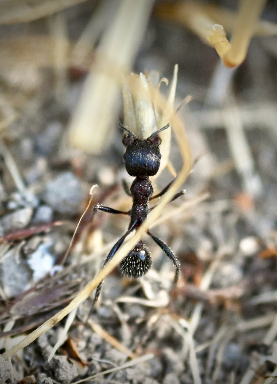 Black Harvester Ants – Sonoma Mountain Ecology Notes