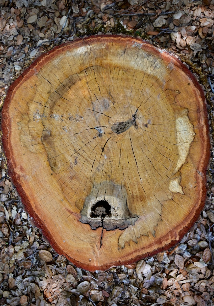 Bark Pockets – Sonoma Mountain Ecology Notes
