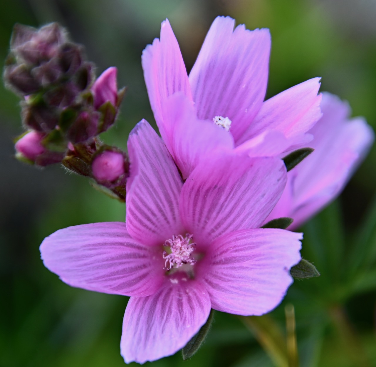 Dwarf Checkerbloom – Sonoma Mountain Ecology Notes