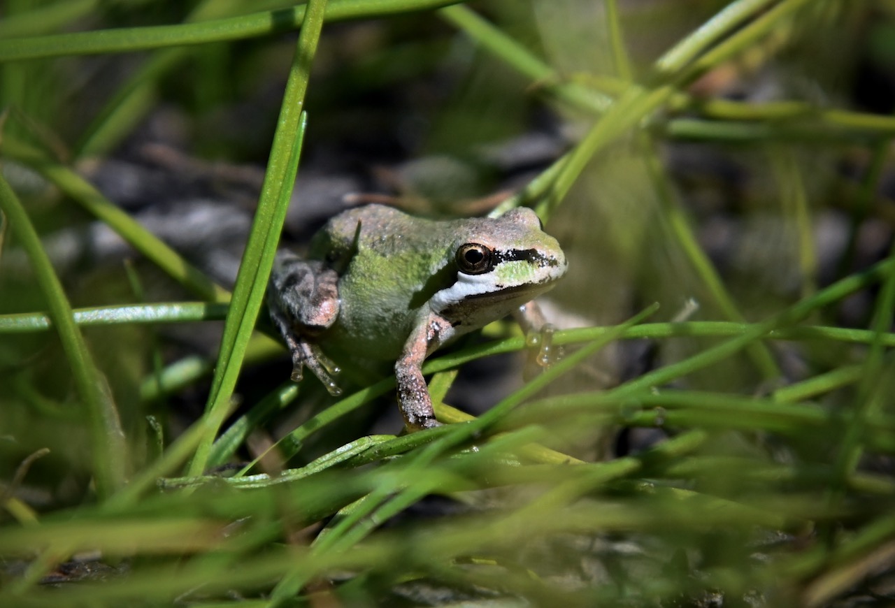 Pacific Chorus (Tree?) Frog – Sonoma Mountain Ecology Notes