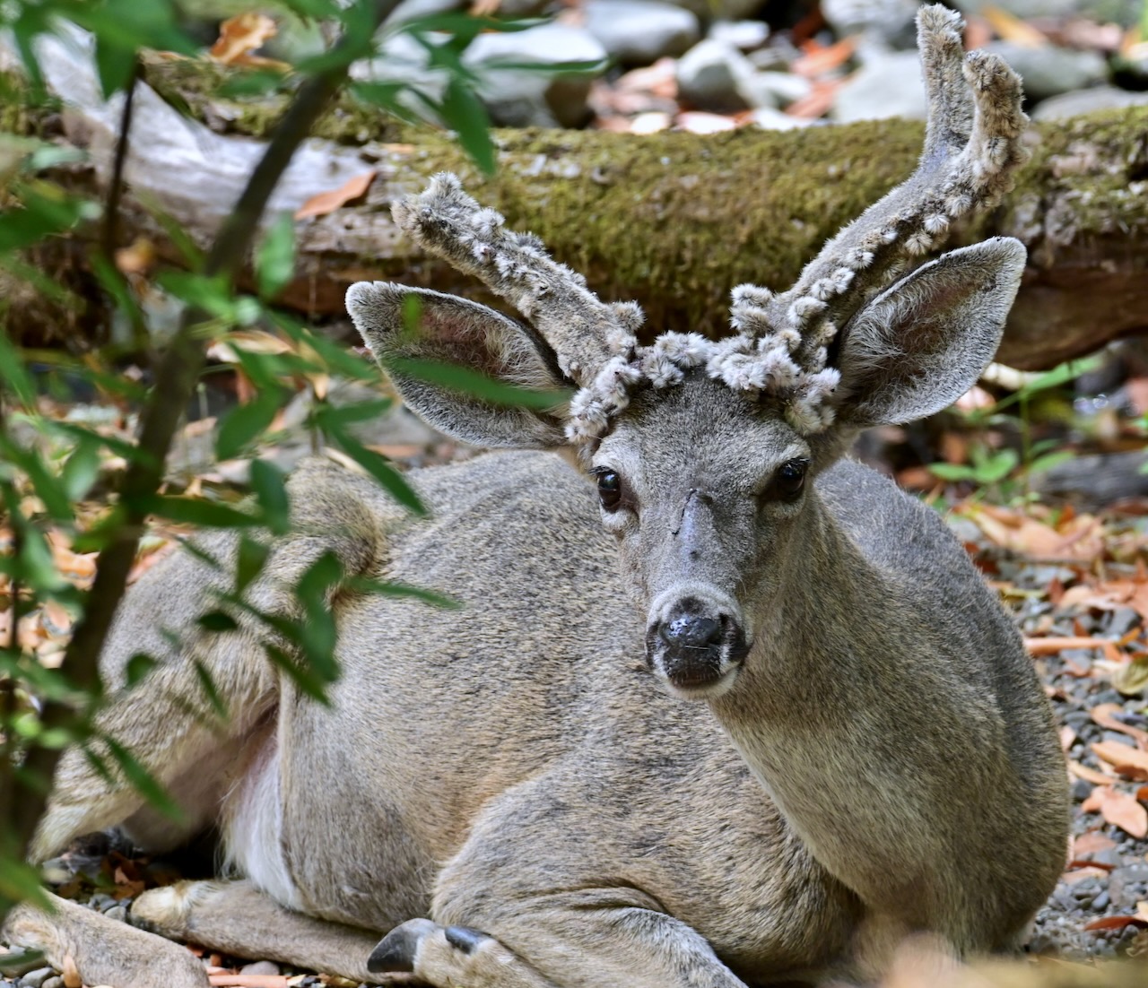 Shedding Velvet – Sonoma Mountain Ecology Notes