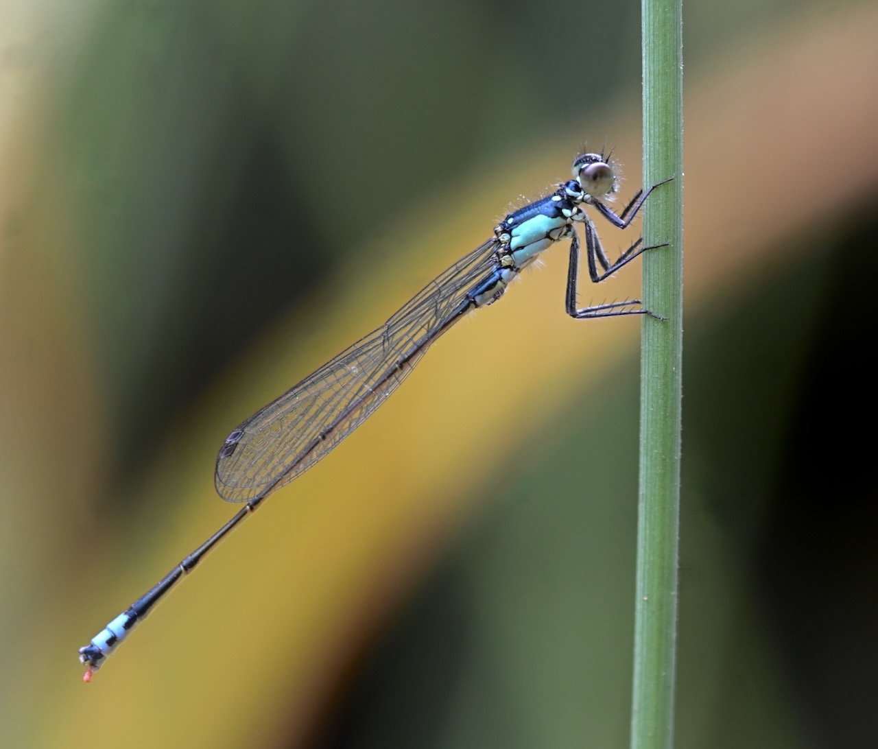 Pacific Forktail – Sonoma Mountain Ecology Notes