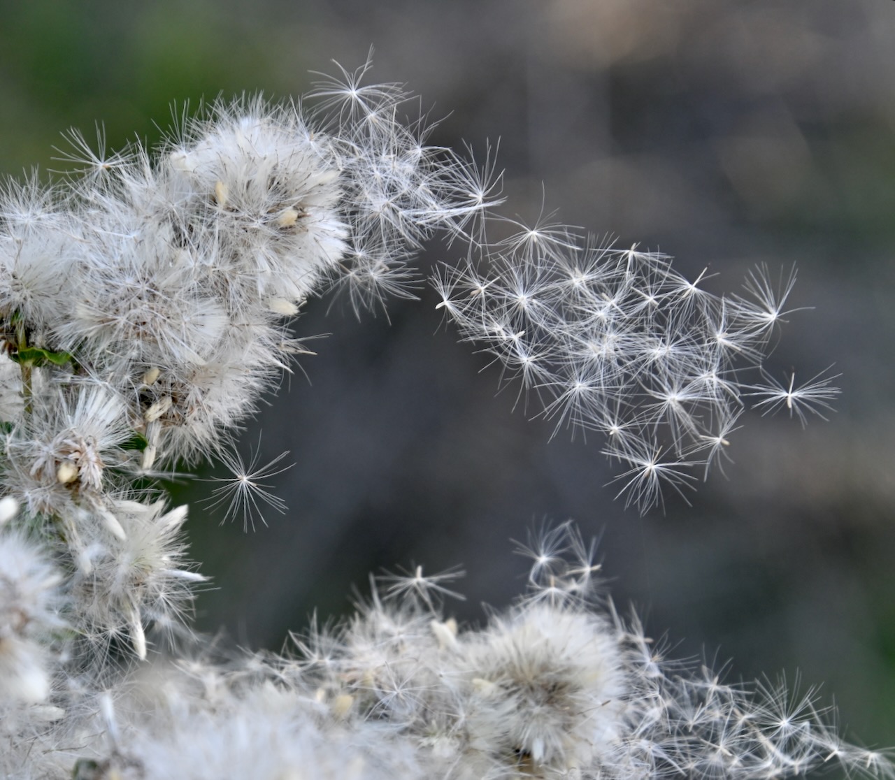 Coyote Bush Seed Dispersal – Sonoma Mountain Ecology Notes