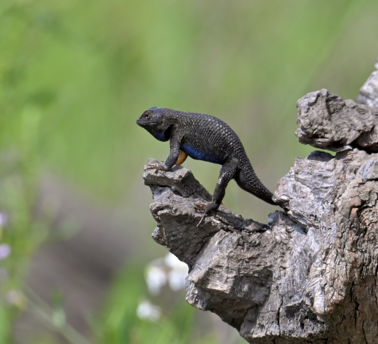 Sexy Lizard Push-ups – Sonoma Mountain Ecology Notes